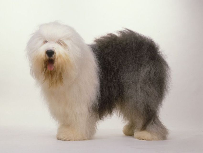 IL BOBTAIL, CANE DI TAGLIA GRANDE: CARATTERISTICHE E QUALITÁ (FOTO)