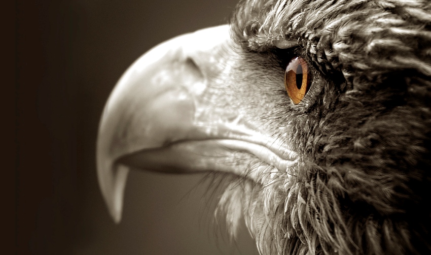 SOGNARE UN AQUILA: COSA SIGNIFICA, CABALA E I NUMERI DA GIOCARE