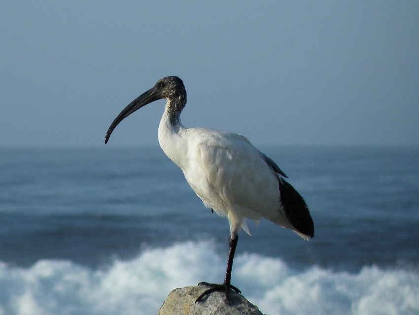 UCCELLI: L'IBIS SACRO D'EGITTO