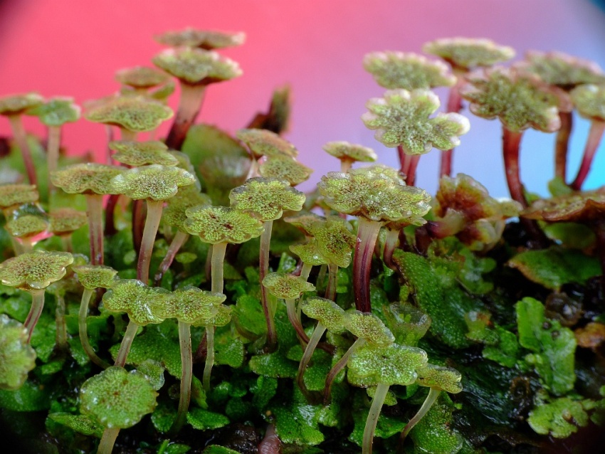 IL MUSCHIO, TUTTE LE SPECIE: RIPRODUZIONE, CURIOSITA' E CARATTERISTICHE ...