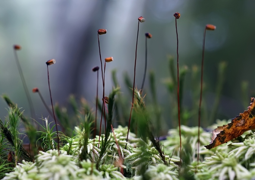 IL MUSCHIO, TUTTE LE SPECIE: RIPRODUZIONE, CURIOSITA' E CARATTERISTICHE ...