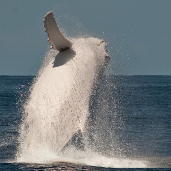 LE BALENE: FOTO, VIDEO, INFO E CURIOSITÀ