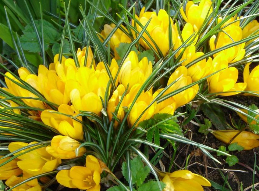 CROCUS, IL FIORE A FORMA DI COPPA