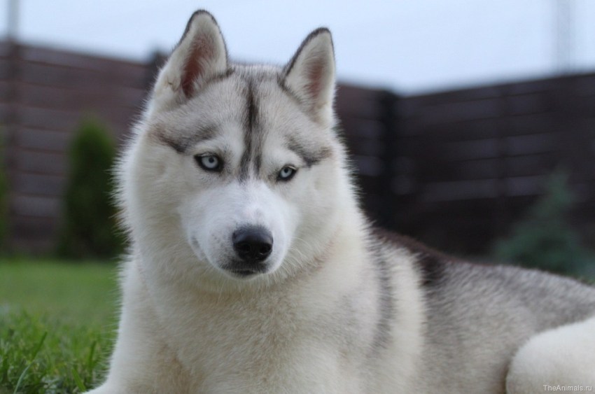 IL CANE HUSKY, CANE DI TAGLIA MEDIA: CARATTERISTICHE E QUALITÁ (FOTO)