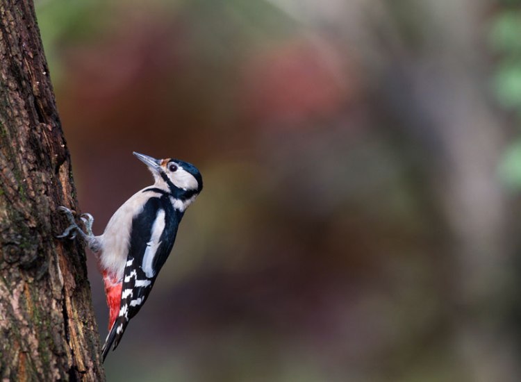 IL PICCHIO [CURIOSITÀ, FOTO E VIDEO]