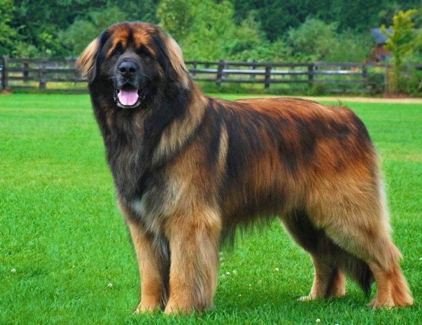IL LEONBERGER, CANE DI TAGLIA GRANDE: CARATTERISTICHE E QUALITÁ (FOTO)