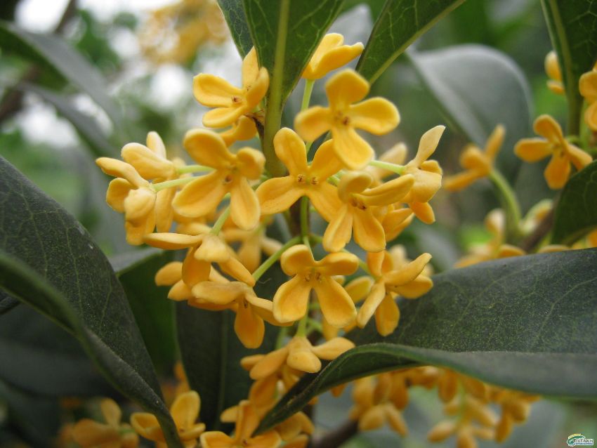 OSMANTO ODOROSO, OSMANTHUS FRAGRANS: CARATTERISTICHE E SCHEDA [FOTO]