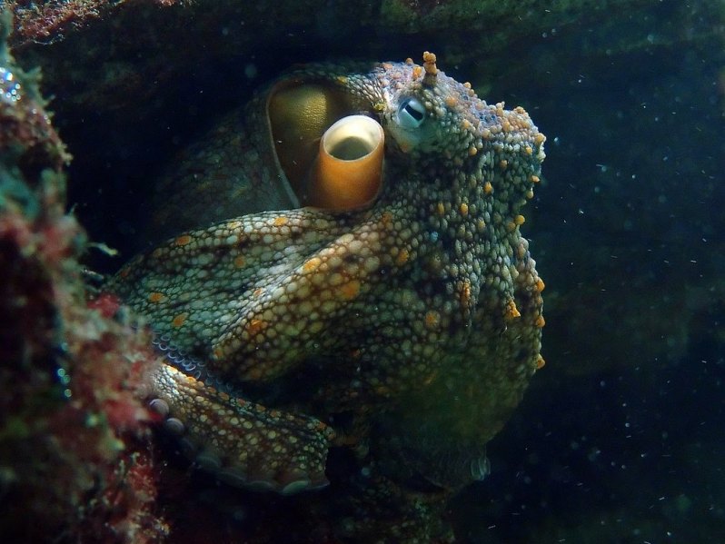 IL POLPO: OCTOPUS O PIOVRA [CURIOSITÀ, FOTO E VIDEO]