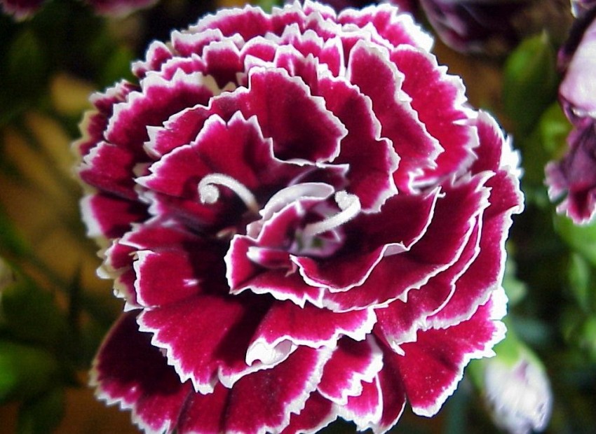 IL GAROFANO, IL FIORE DEGLI DEI