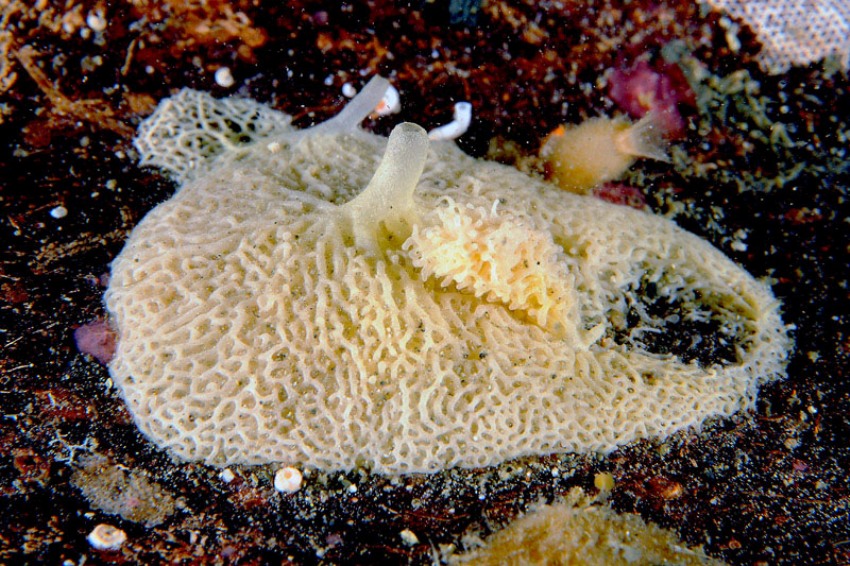 I PORIFERI O SPUGNE DI MARE, FOTO, VIDEO, INFO E CURIOSITÀ