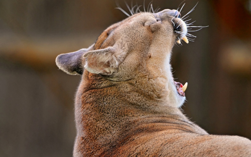 IL PUMA O COGUARO O LEONE DI MONTAGNA [CURIOSITÀ, FOTO E VIDEO]