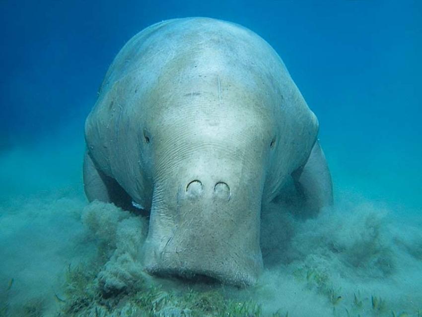 IL DUGONGO UN ANIMALE ACQUATICO A RISCHIO D'ESTINZIONE