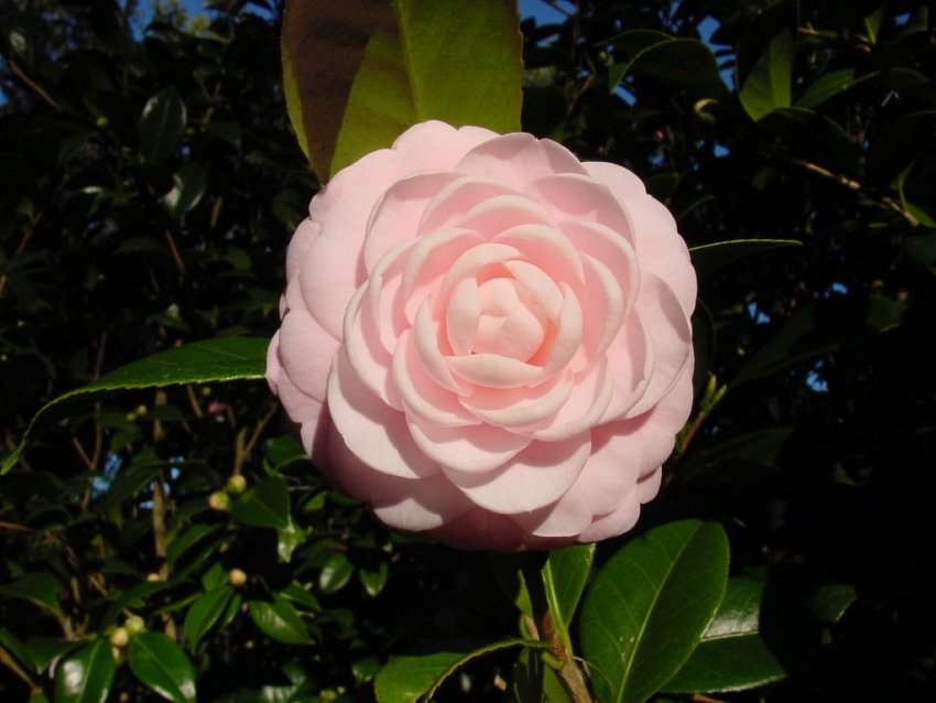 LA CAMELIA, IL FIORE DEGLI INNAMORATI [SIGNIFICATO]