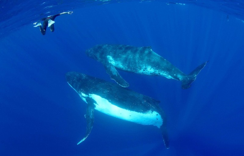 LE BALENE: FOTO, VIDEO, INFO E CURIOSITÀ
