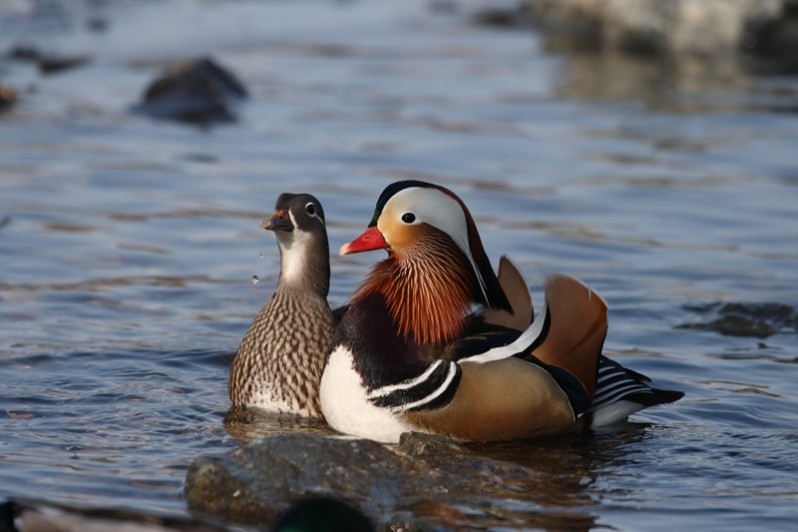 ANATRA MANDARINO, AIX GALERICULATA [CURIOSITÀ, FOTO E VIDEO]