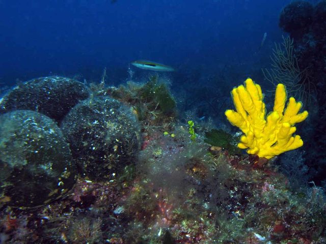 I PORIFERI O SPUGNE DI MARE, FOTO, VIDEO, INFO E CURIOSITÀ