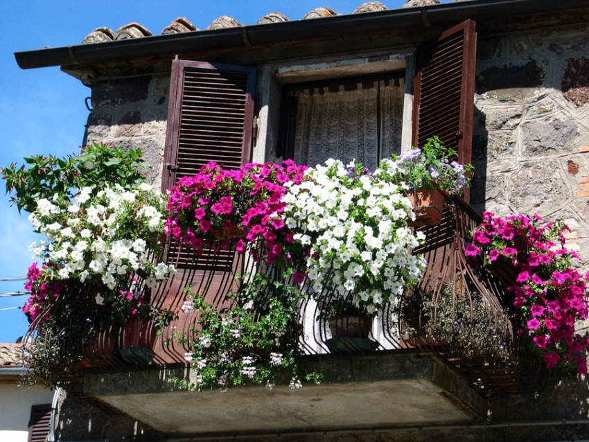 Fiori da balcone