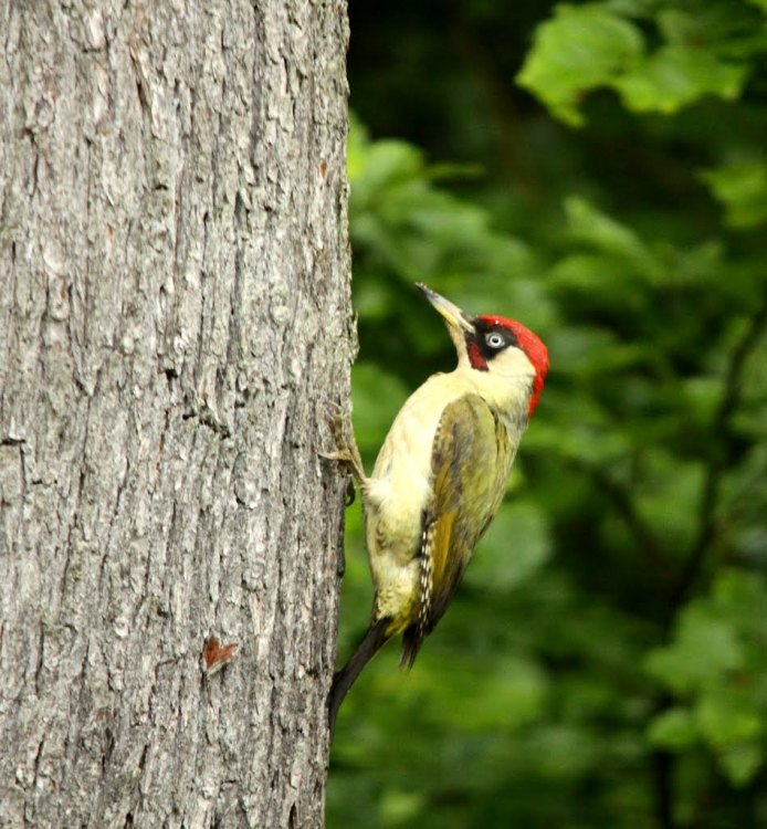 IL PICCHIO [CURIOSITÀ, FOTO E VIDEO]