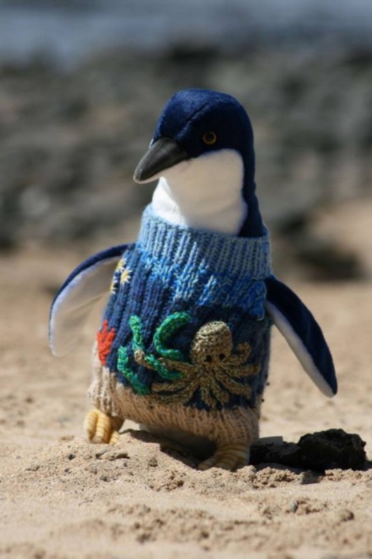 I pinguini o sfeniscidi, gli animali che girano in frac (foto video ...