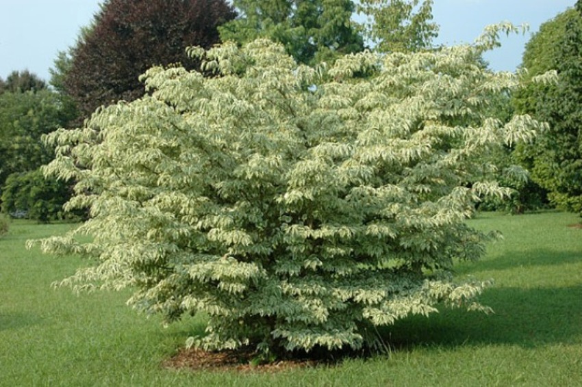 IL CORNIOLO O CORNUS ALBA, ELEGANTE PIANTA DA SIEPI [CONSIGLI UTILI]
