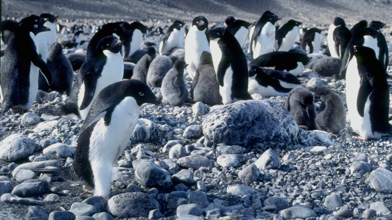 I pinguini o sfeniscidi, gli animali che girano in frac (foto video ...