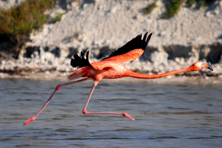 IL FENICOTTERO, PHOENICOPTERUS [CURIOSITÀ, FOTO E VIDEO]
