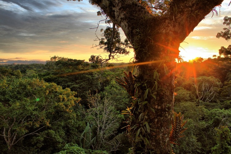 IL PARCO NAZIONALE YASUNI IN ECUADOR, UN PARADISO DA PRESERVARE