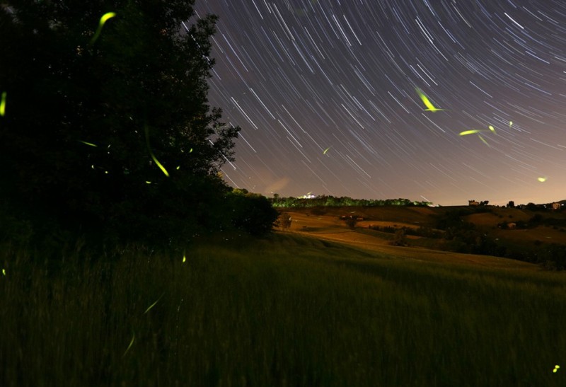 LA LUCCIOLA, LA MAGIA DI QUESTO STRAORDINARIO INSETTO