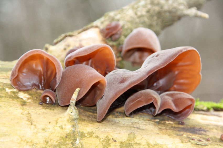 IL FUNGO AURICULARIA-JUDAE, DETTO ORECCHIO DI GIUDA