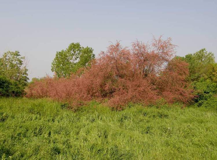 ALBERI: IL TAMARICE O TAMARIX