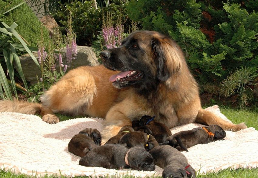 IL LEONBERGER, CANE DI TAGLIA GRANDE: CARATTERISTICHE E QUALITÁ (FOTO)