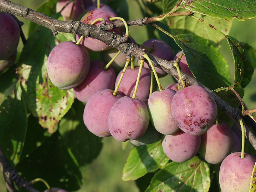 LA SUSINA O PRUGNA, ALBERO E FRUTTO: PERIODO DI FIORITURA, CURA E ...