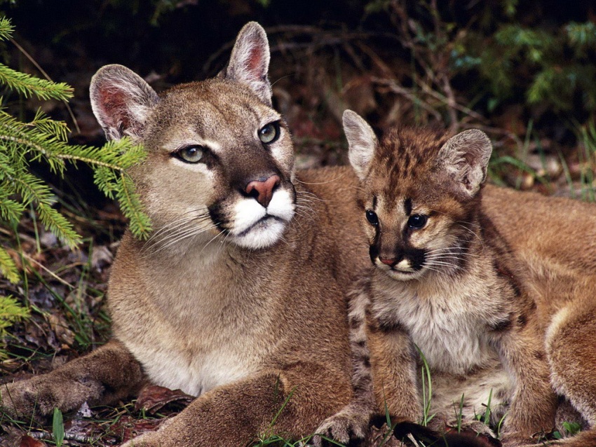 IL PUMA O COGUARO O LEONE DI MONTAGNA [CURIOSITÀ, FOTO E VIDEO]