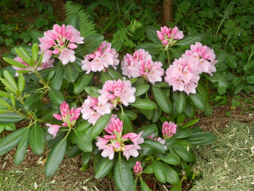 IL RODODENDRO: CONSIGLI, POTATURA, CURA E COLTIVAZIONE