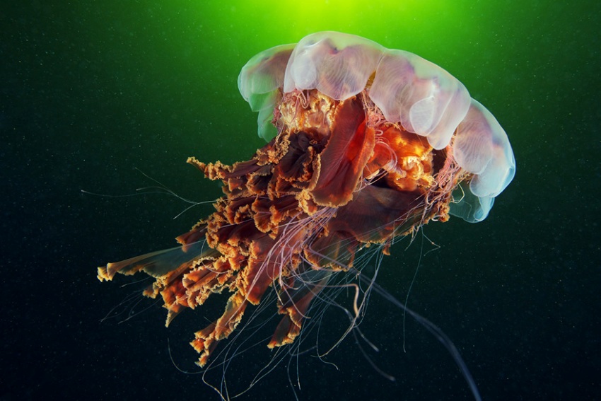 LA MEDUSA CRINIERA DI LEONE ( CYANEA CAPILLATA)