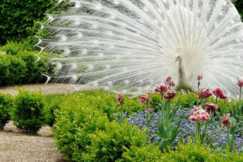 IL PAVONE O PAVONE BLU [ALLEVAMENTO, SCHEDA E FOTO]