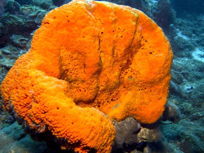 I PORIFERI O SPUGNE DI MARE, FOTO, VIDEO, INFO E CURIOSITÀ