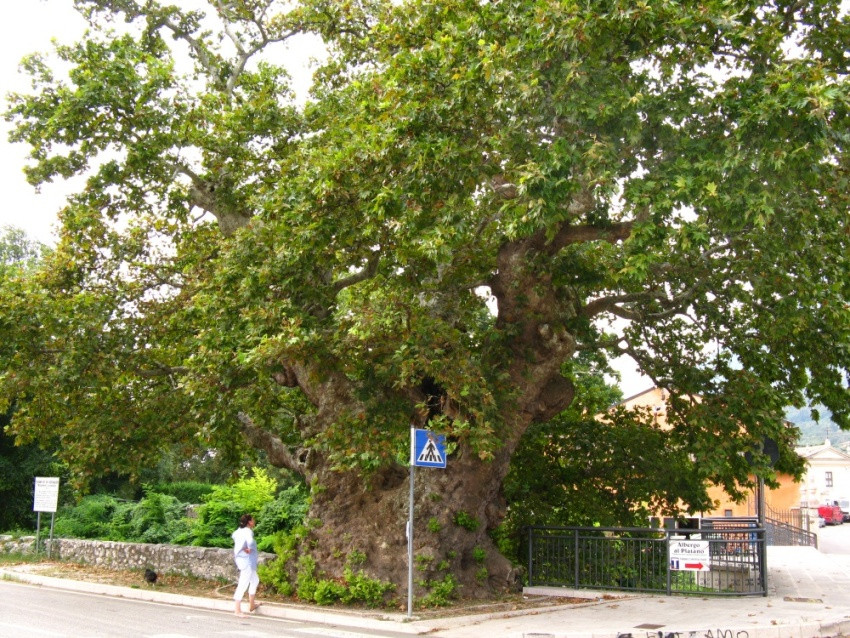 IL PLATANO: INFO E CURIOSITÀ