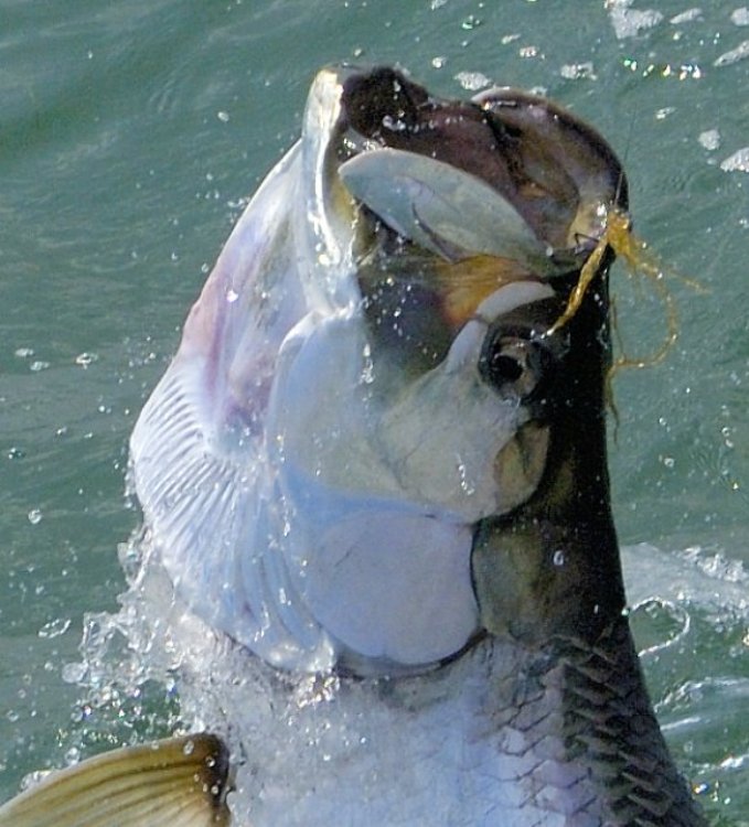 IL PESCE TARPONE, MEGALOPS ATLANTICUS
