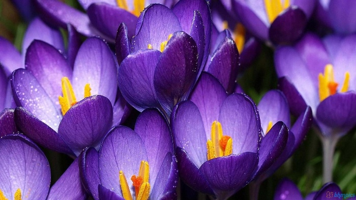 Il Crocus: Il fiore citato nell'Iliade di Omero