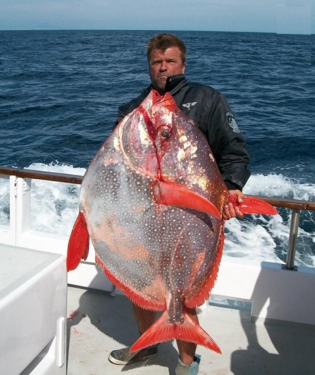 IL PESCE RE O OPAH [LAMPRIS GUTTATUS] L'UNICO AD AVERE IL SANGUE CALDO