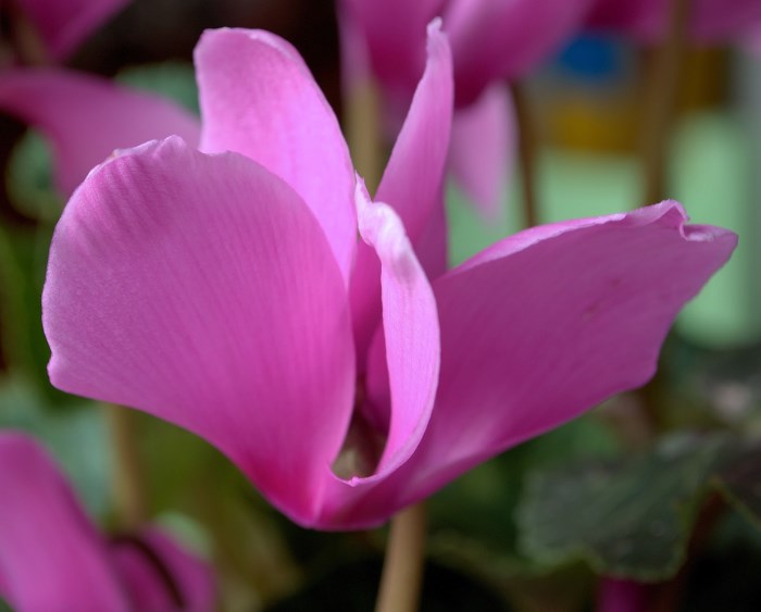 IL CICLAMINO - CYCLAMEN