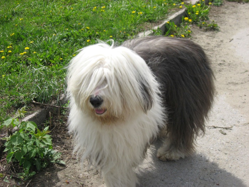 IL BOBTAIL, CANE DI TAGLIA GRANDE: CARATTERISTICHE E QUALITÁ (FOTO)