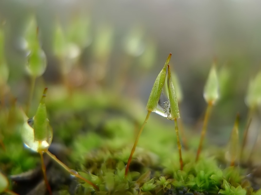 IL MUSCHIO, TUTTE LE SPECIE: RIPRODUZIONE, CURIOSITA' E CARATTERISTICHE ...
