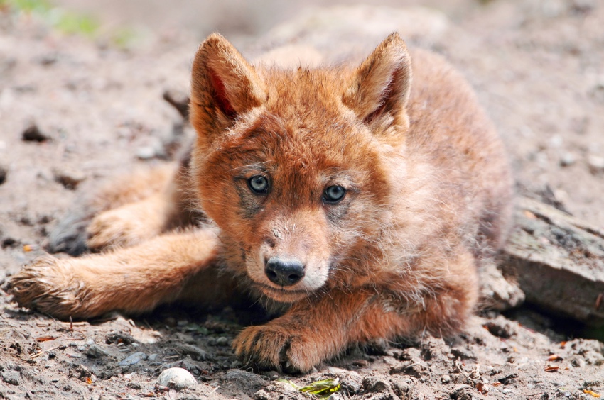 IL LUPO ROSSO: CANIS RUFUS, UNA DELLE SPECIE SOPRAVVISSUTA ALL'ERA GLACIALE