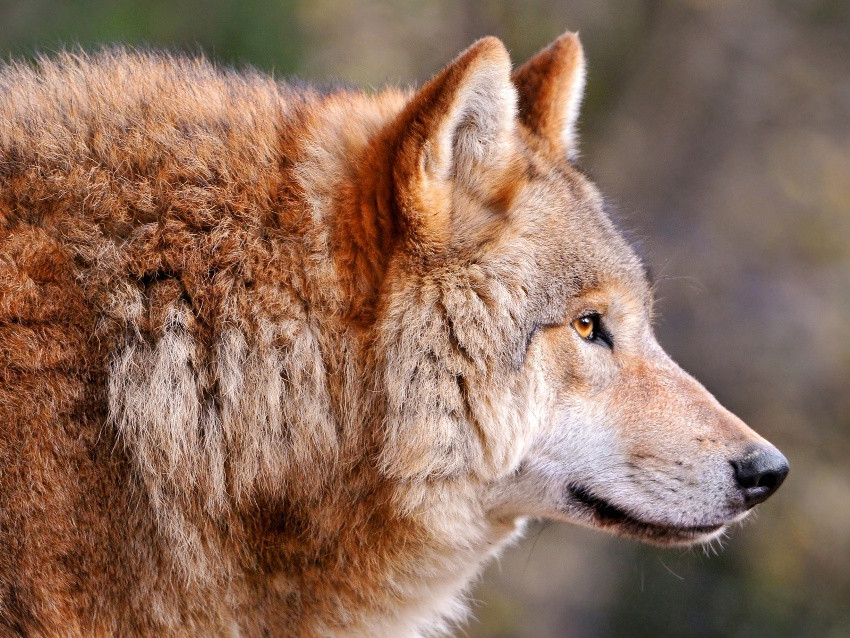 IL LUPO ROSSO: CANIS RUFUS, UNA DELLE SPECIE SOPRAVVISSUTA ALL'ERA GLACIALE