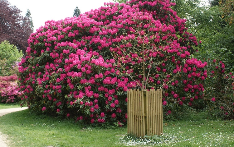 IL RODODENDRO: CONSIGLI, POTATURA, CURA E COLTIVAZIONE