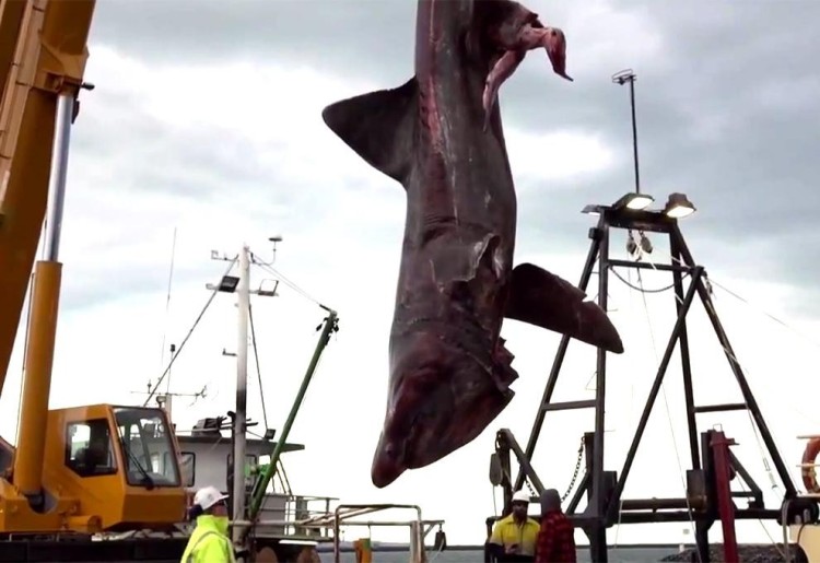 LO SQUALO ELEFANTE DETTO ANCHE CETORINO [CETORHINUS MAXIMUS]