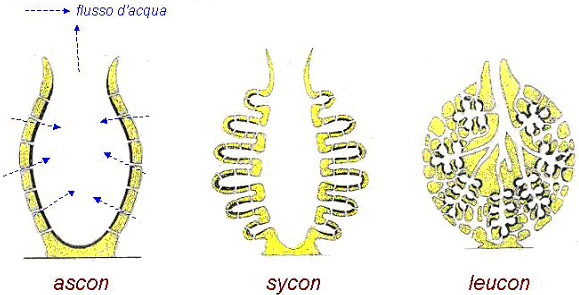 I PORIFERI O SPUGNE DI MARE, FOTO, VIDEO, INFO E CURIOSITÀ