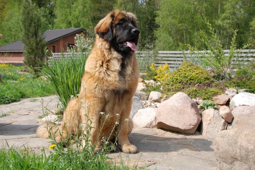 IL LEONBERGER, CANE DI TAGLIA GRANDE: CARATTERISTICHE E QUALITÁ (FOTO)